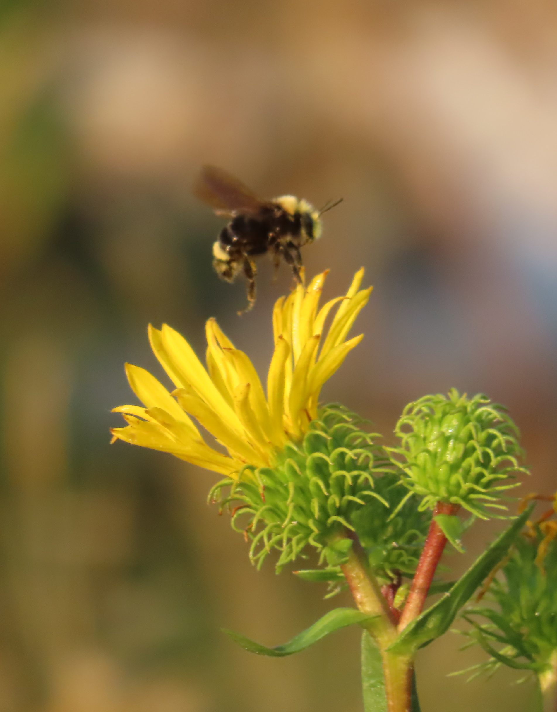 Learning From Our Love Stories – CONTINUING LOVING BONDS